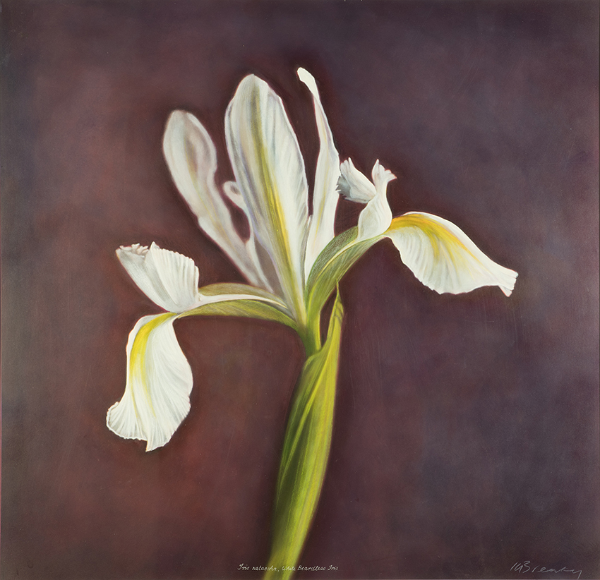 Kate Breakey: Flora | Art Intersection