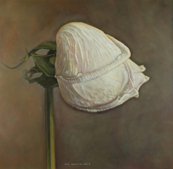 Kate Breakey: Flora | Art Intersection